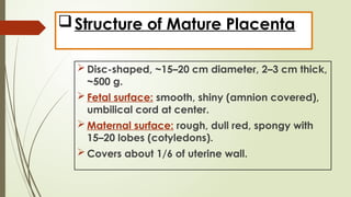 Presentation of placenta of human in embryology | PPTX