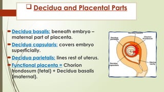 Presentation of placenta of human in embryology | PPTX