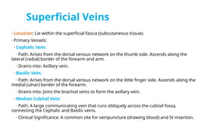Comprehensive Overview of Forearm Blood Supply and Nerve Anatomy | PPTX