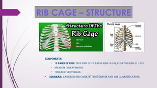 Presentation3 - Salma Khatun.pptx human anatomy and physiology | PPT