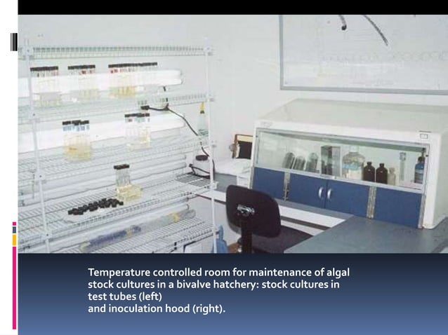 Microalgae | PPTX | Biological Sciences | Science