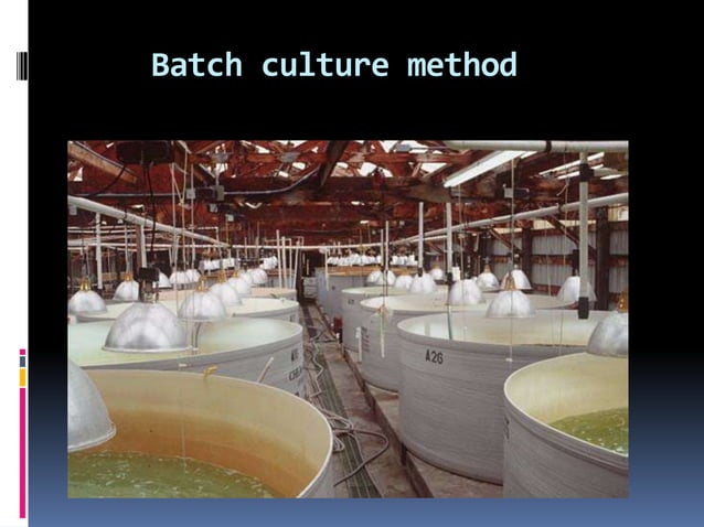 Microalgae | PPTX | Biological Sciences | Science