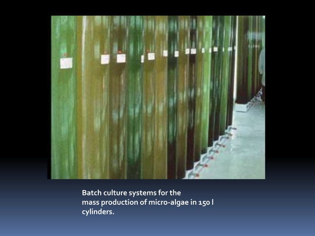 Microalgae | PPTX | Biological Sciences | Science