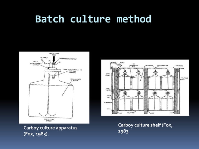 Microalgae | PPTX | Biological Sciences | Science