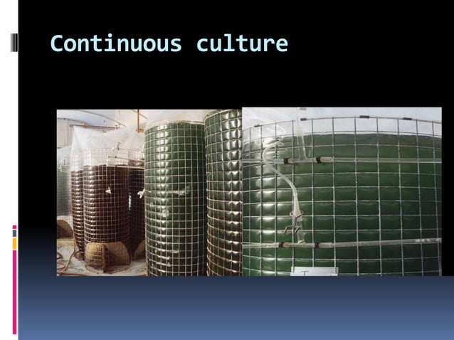 Microalgae | PPTX | Biological Sciences | Science