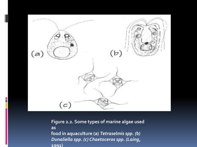 Microalgae | PPTX | Biological Sciences | Science