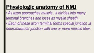 Neuromuscular junction (nmj ) It's essential for muscle contraction and involves several key ...