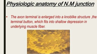 Neuromuscular junction (nmj ) It's essential for muscle contraction and ...