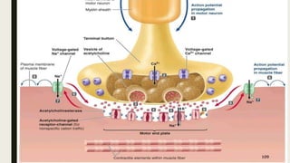 Neuromuscular junction (nmj ) It's essential for muscle contraction and ...