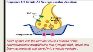 Neuromuscular junction (nmj ) It's essential for muscle contraction and ...