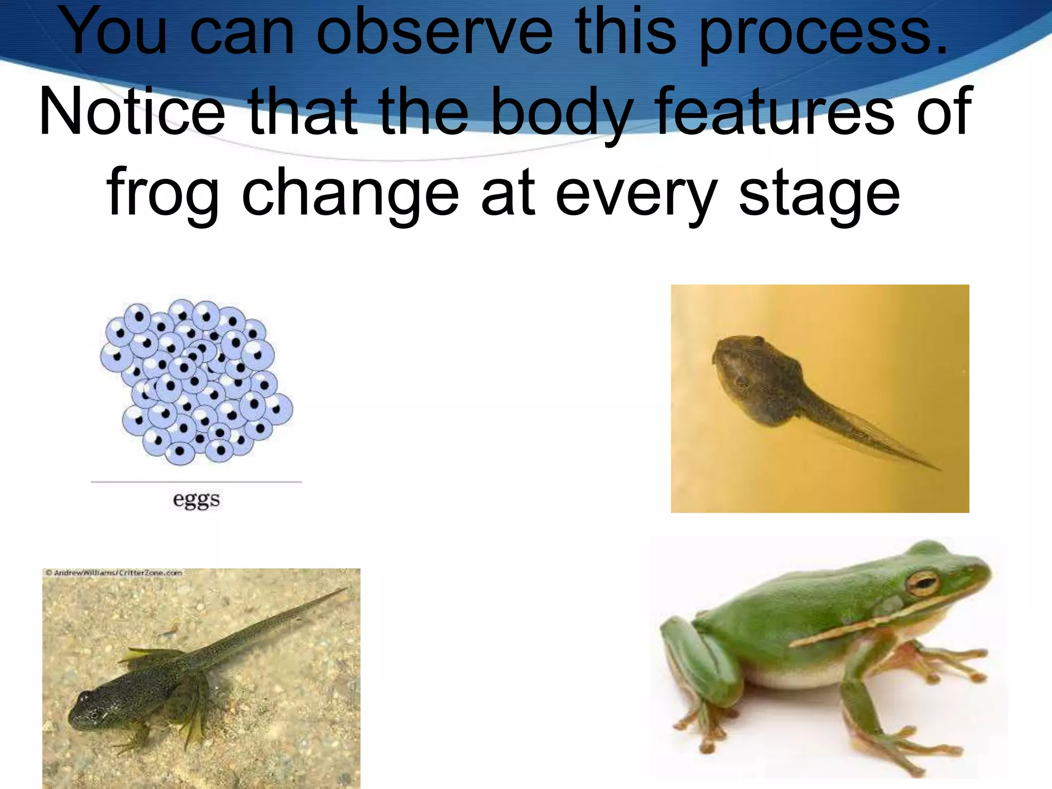 Life cycle of animals | PPTX