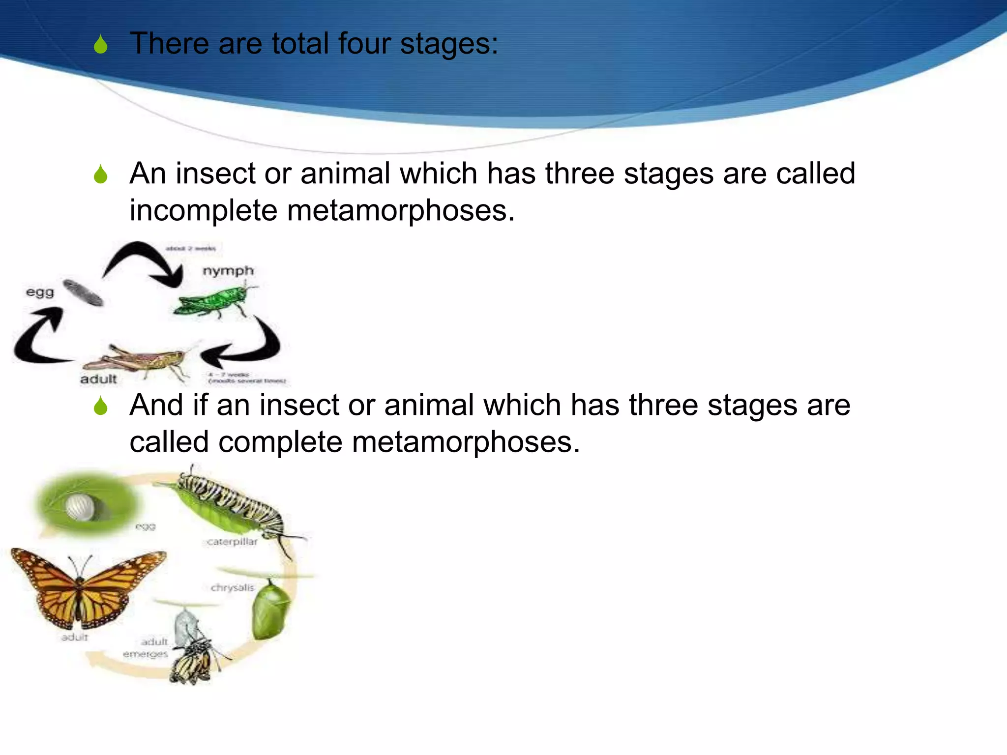 Life cycle of animals | PPTX