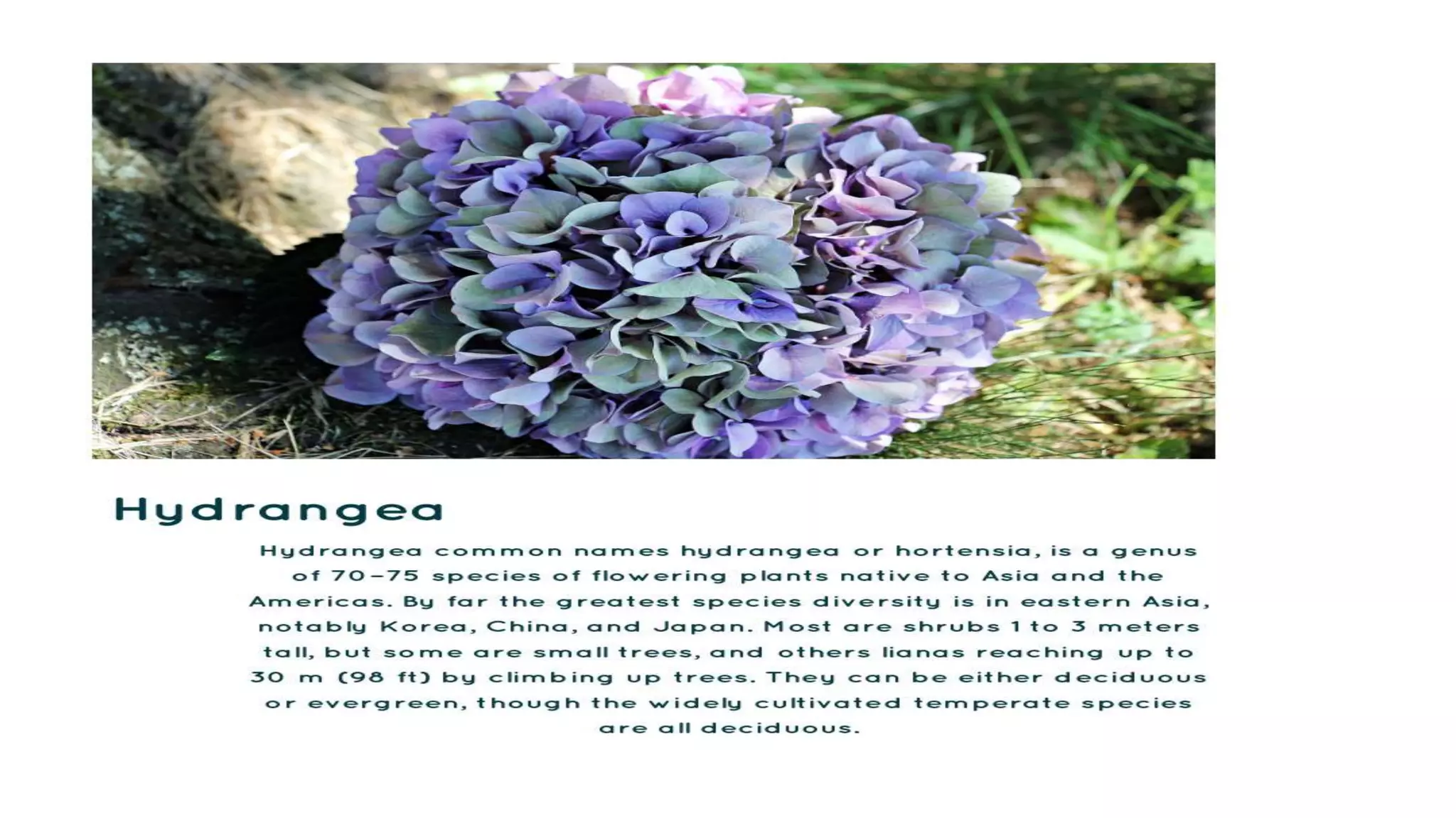 SIKKIM FLORA AND FAUNA | PPTX