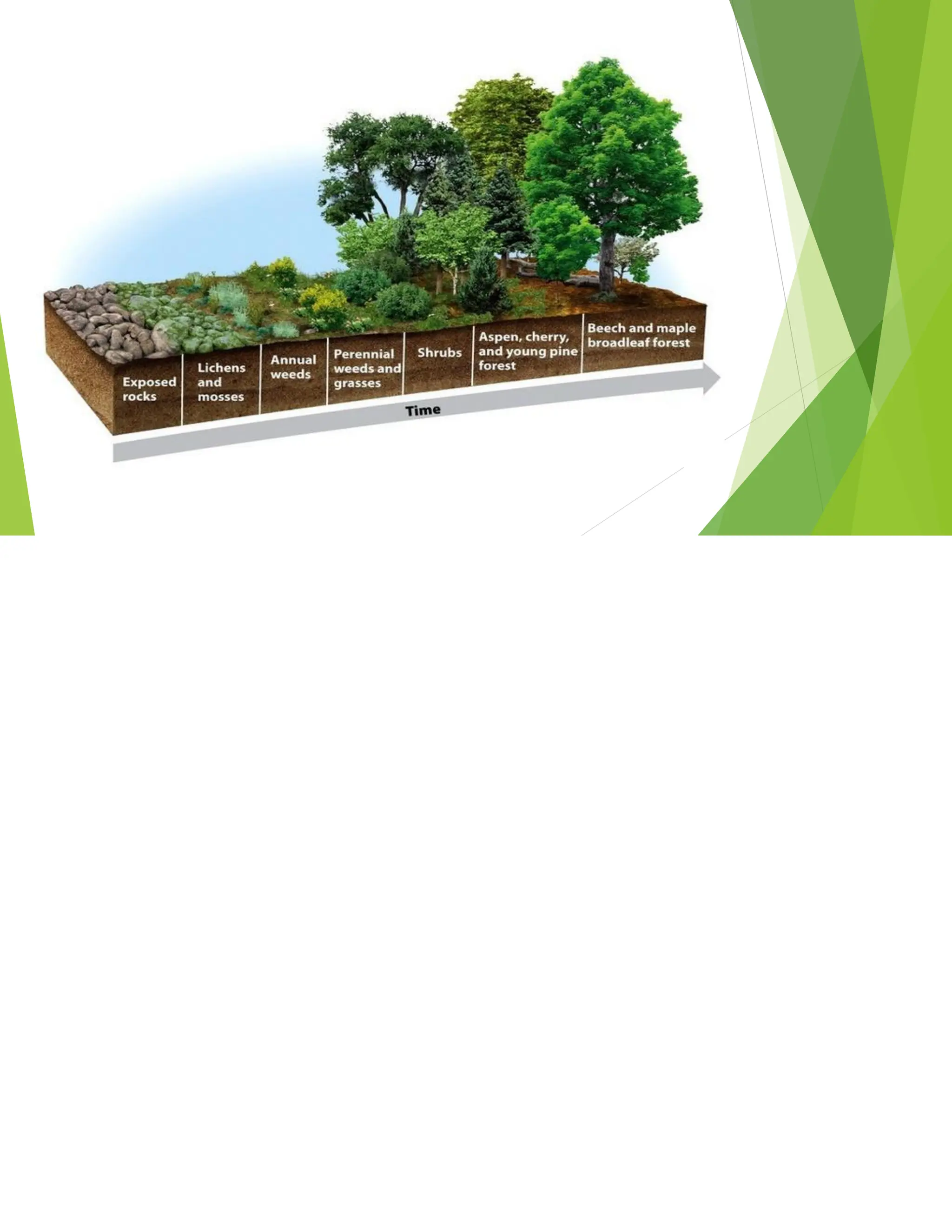 Ecological succession,types , mechanism,example | PDF