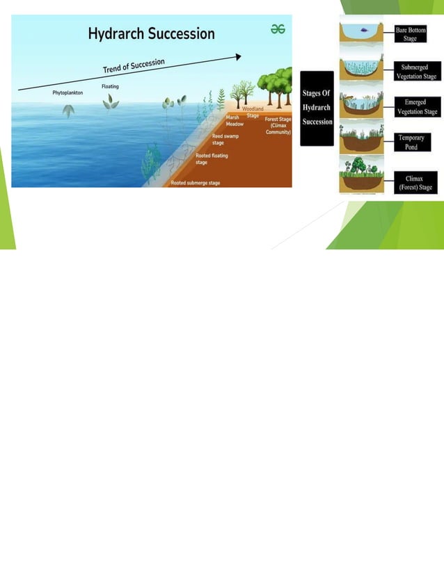 Ecological succession,types , mechanism,example | PDF