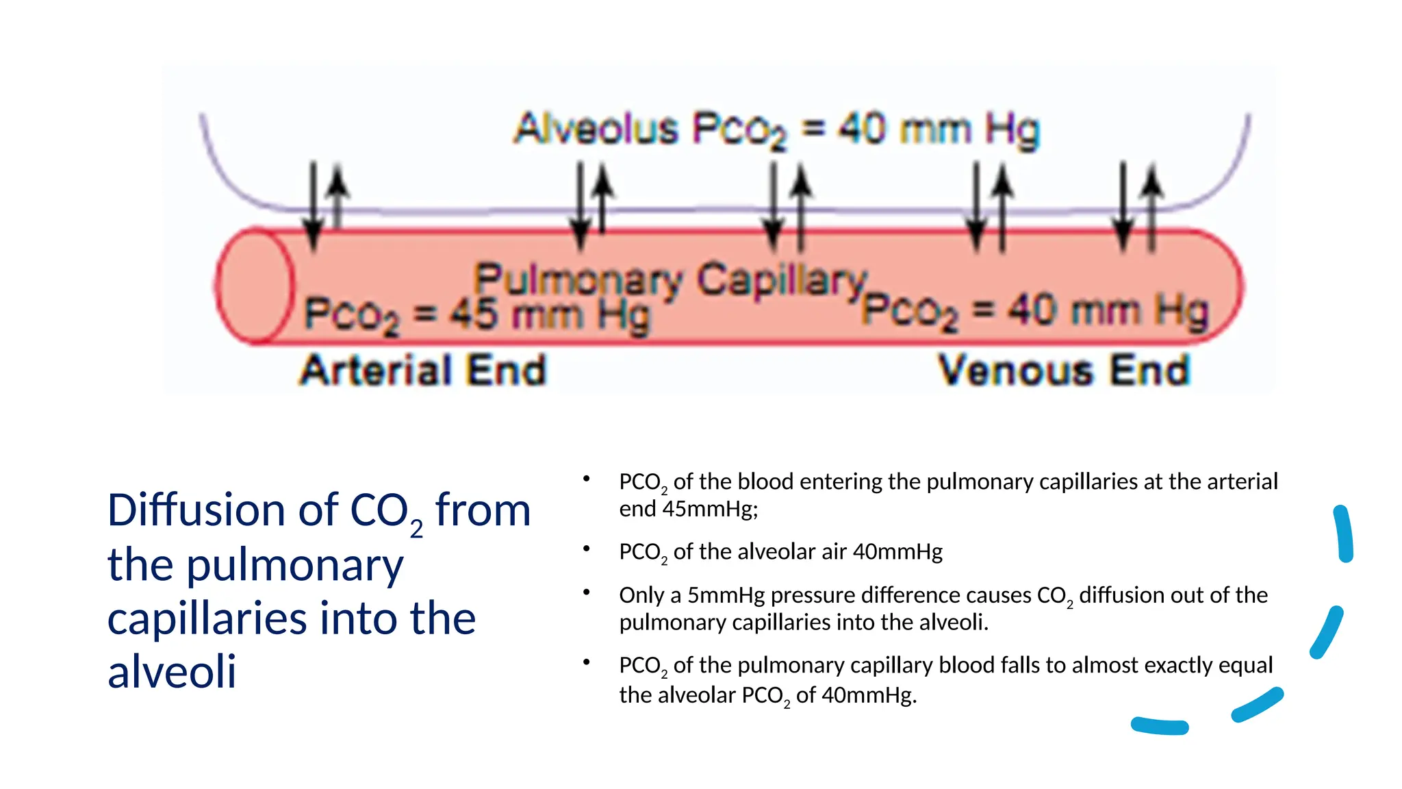 oxygen transport and resp sys(1) (1).pptx