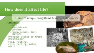 Caves/Cave System of Mexico | PPT