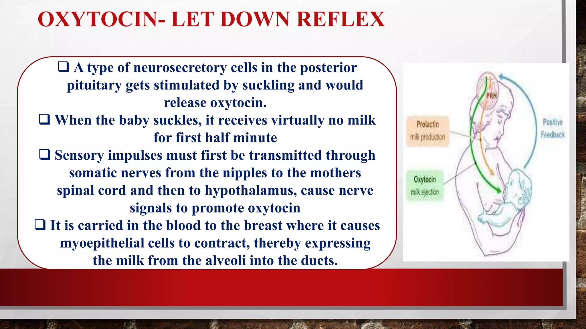 Role of hormones in lactation | PPTX