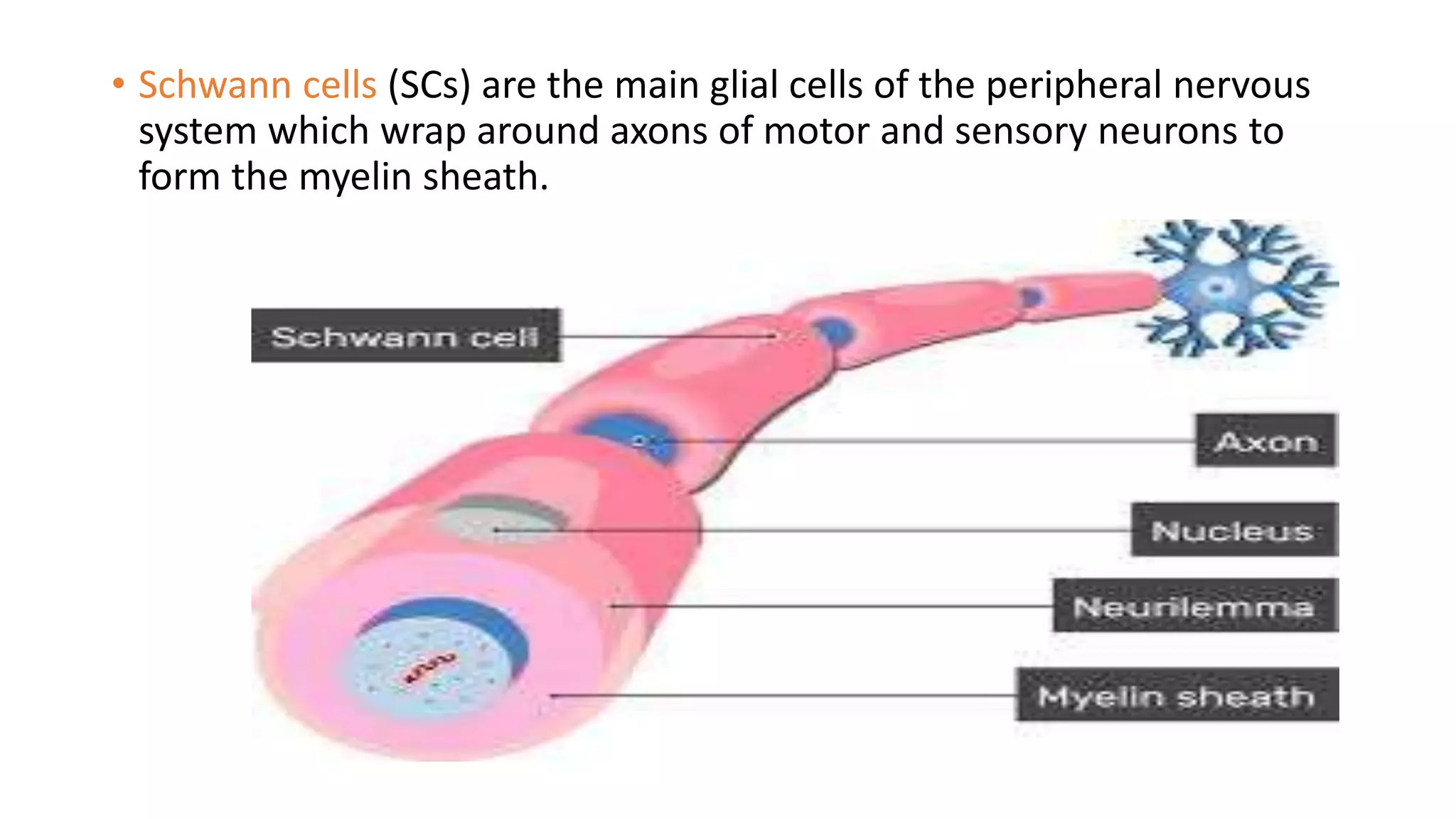 Nervous System,Neuron, Glial cells | PPTX