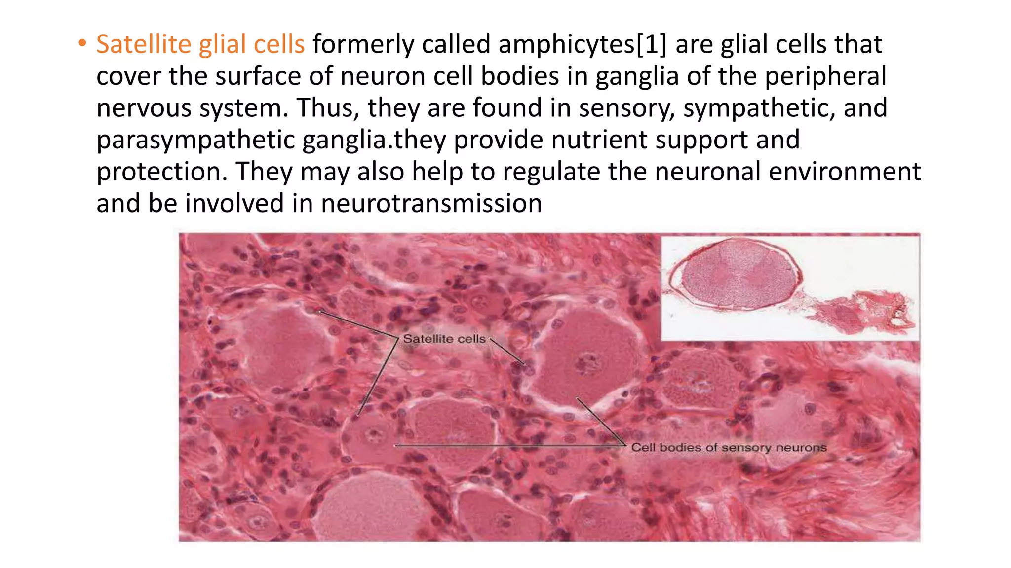 Nervous System,Neuron, Glial cells | PPTX