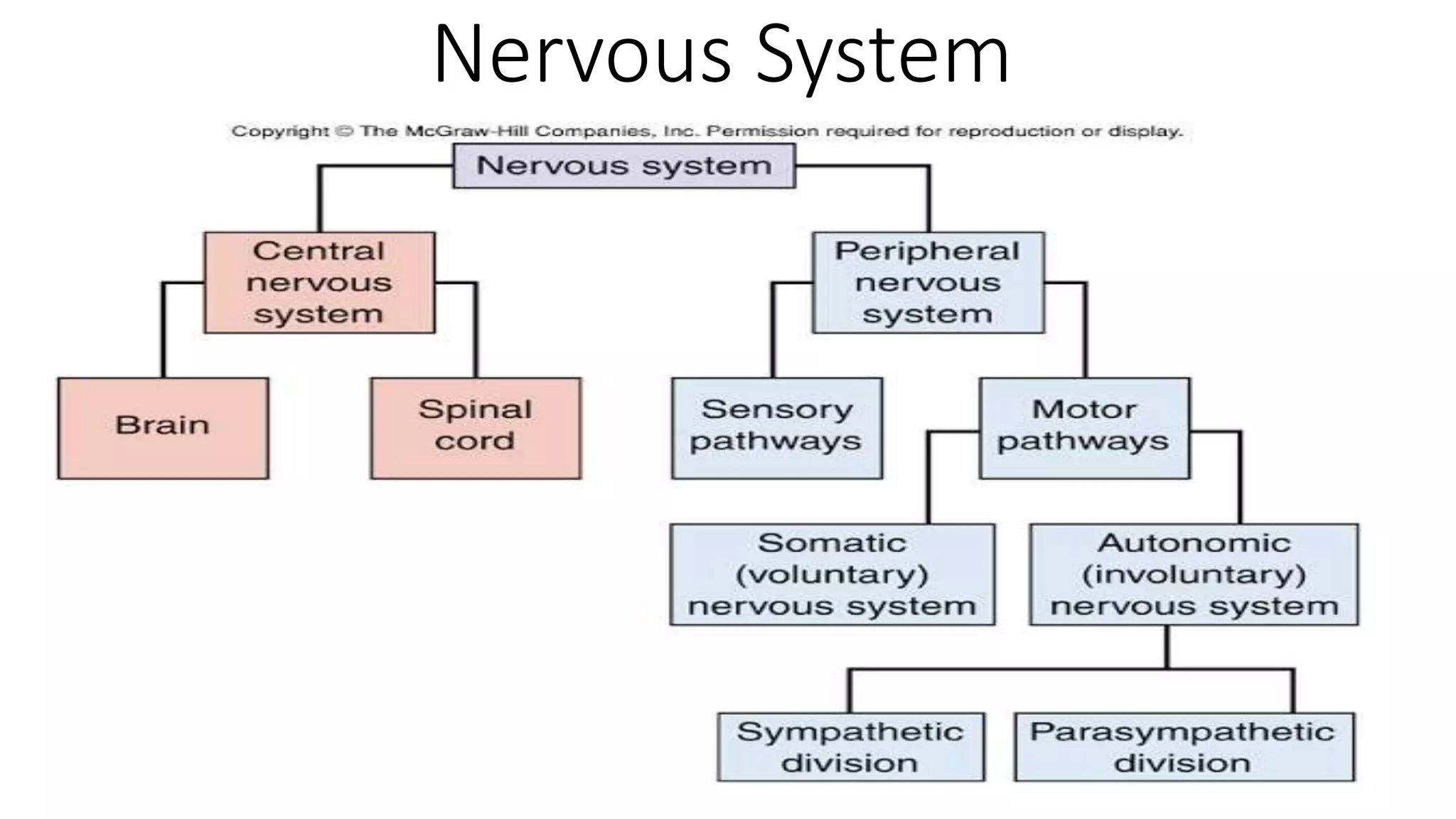 Nervous System,Neuron, Glial cells | PPTX
