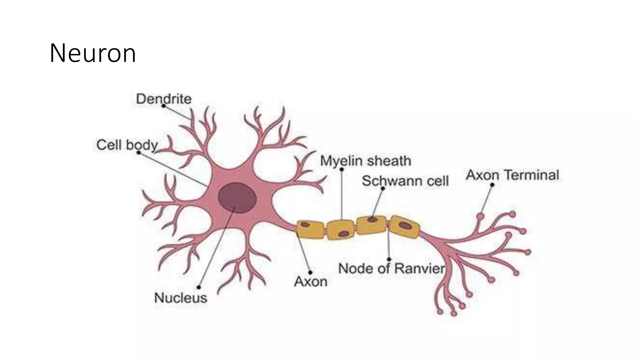 Nervous System,Neuron, Glial cells | PPTX