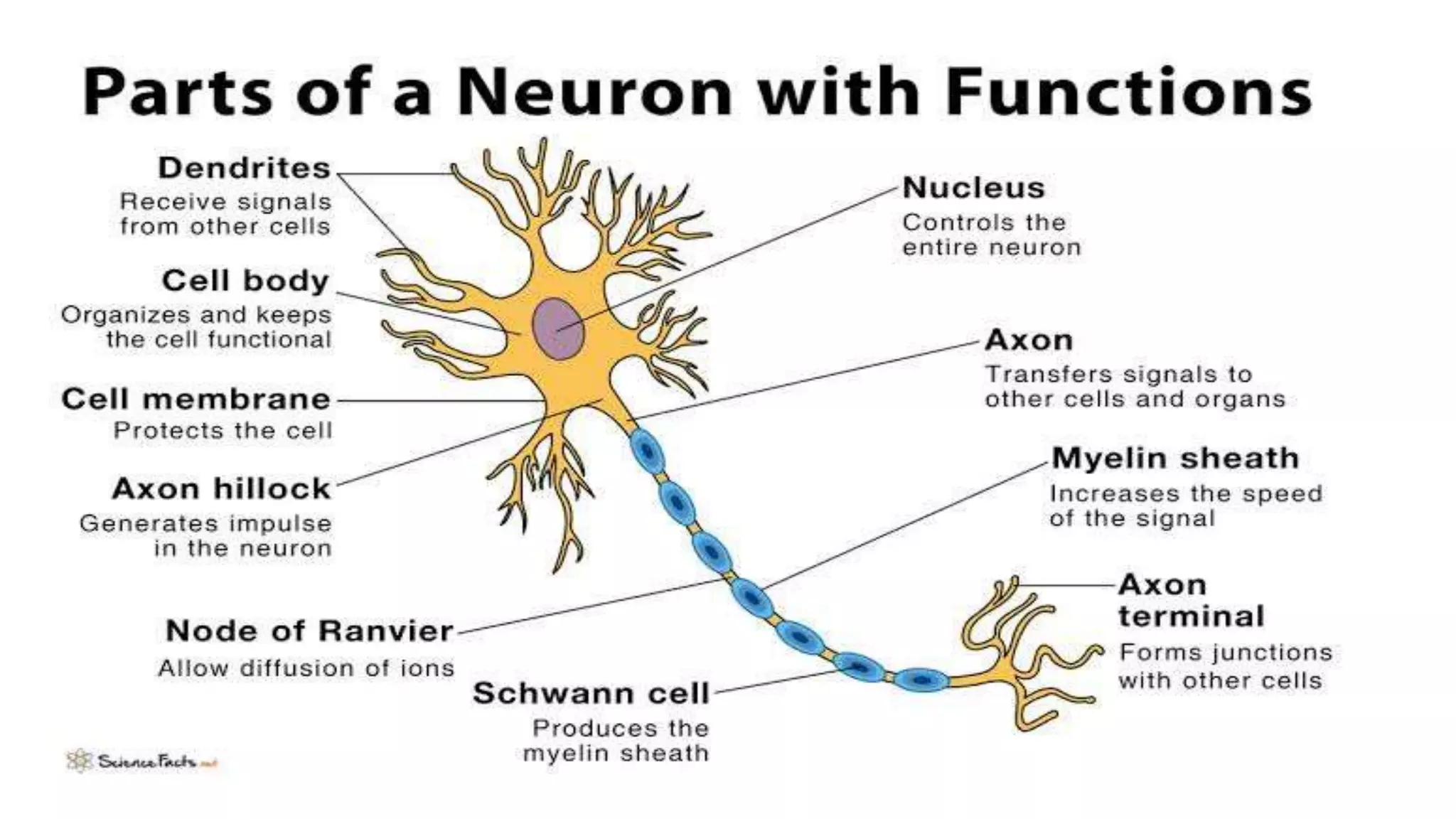 Nervous System,Neuron, Glial cells | PPTX
