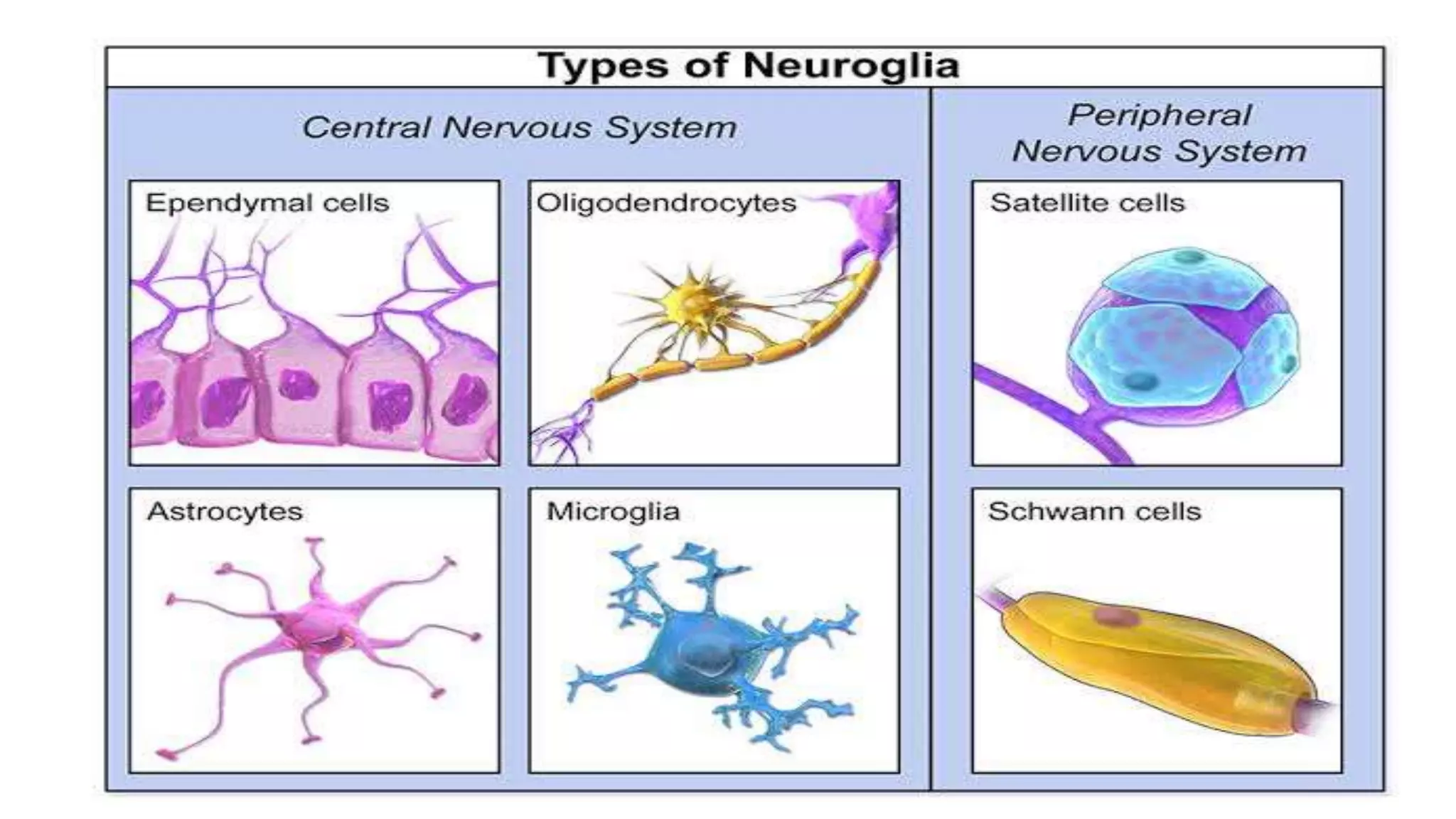 Nervous System,Neuron, Glial cells | PPTX
