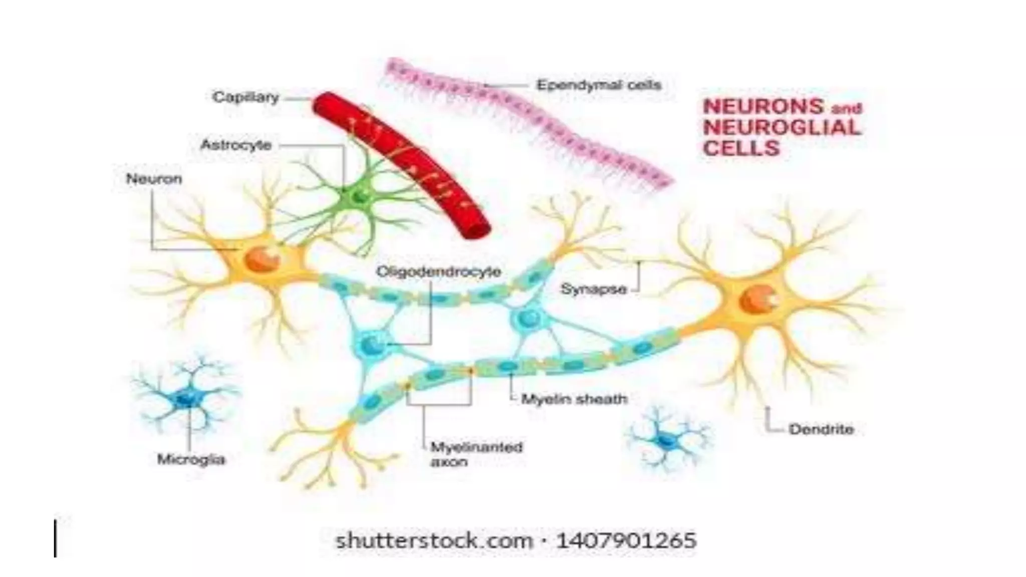 Nervous System,Neuron, Glial cells | PPTX