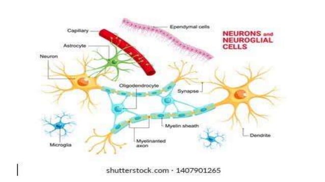 Nervous System,Neuron, Glial cells | PPTX