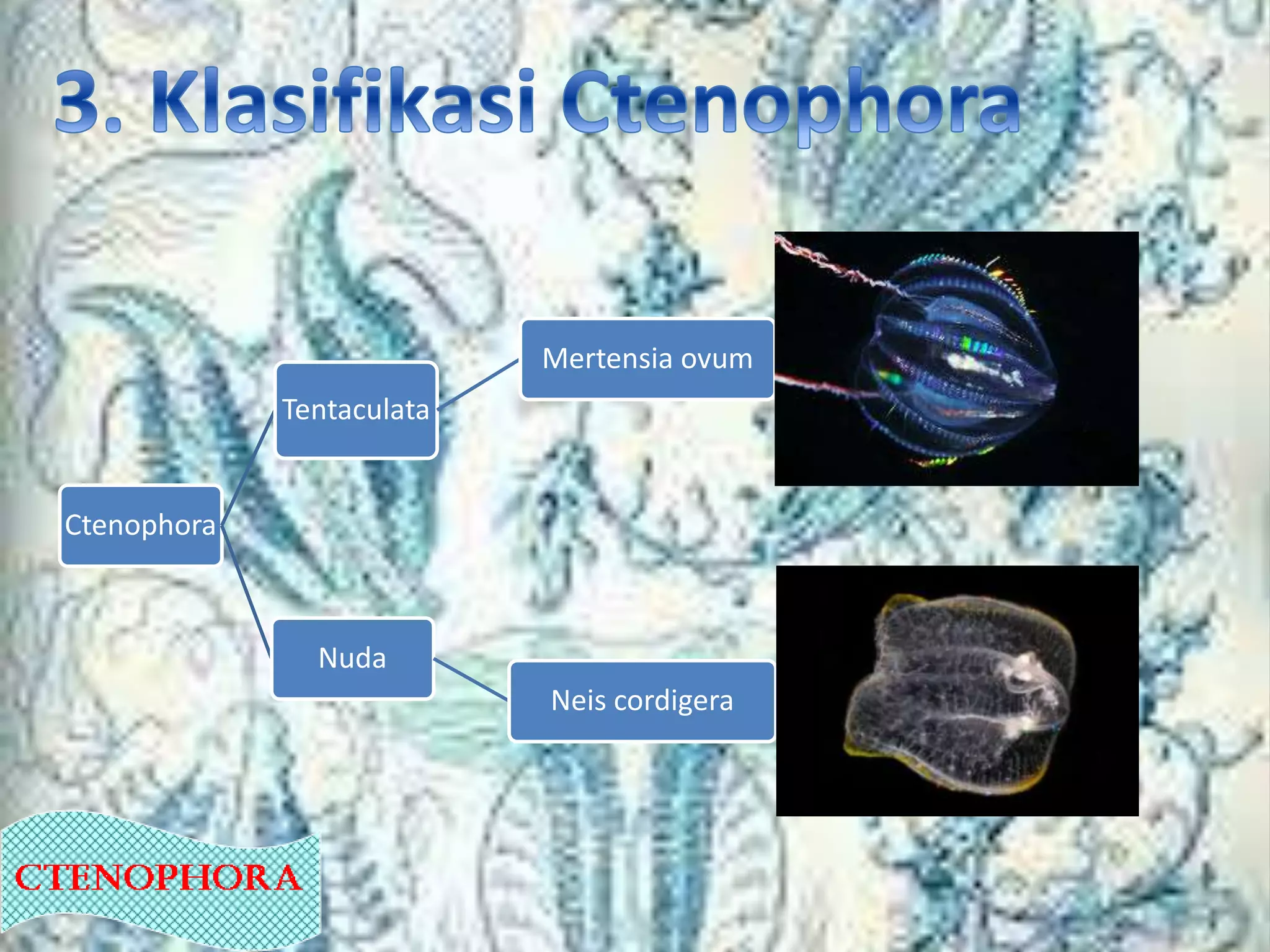 Cnidaria Dan Ctenophora (Ciri-ciri, struktur tubuh, klasifikasi dan ...