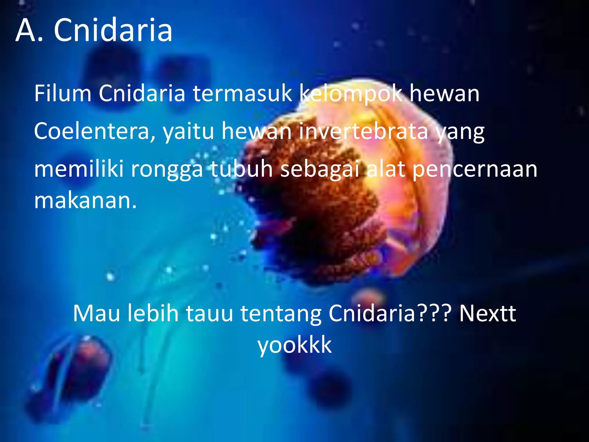Cnidaria Dan Ctenophora (Ciri-ciri, struktur tubuh, klasifikasi dan ...