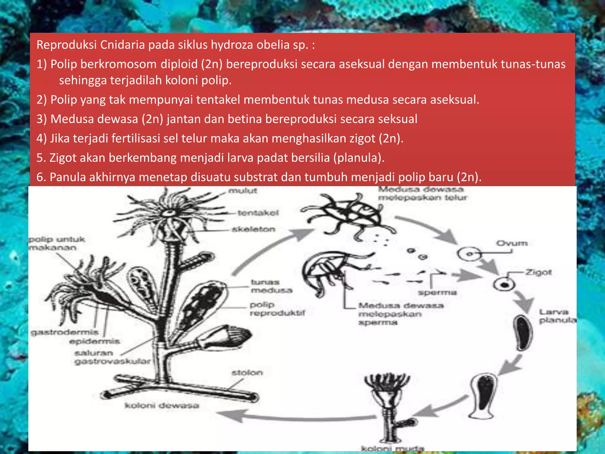 Cnidaria Dan Ctenophora (Ciri-ciri, struktur tubuh, klasifikasi dan ...