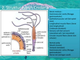 Cnidaria Dan Ctenophora (Ciri-ciri, struktur tubuh, klasifikasi dan ...