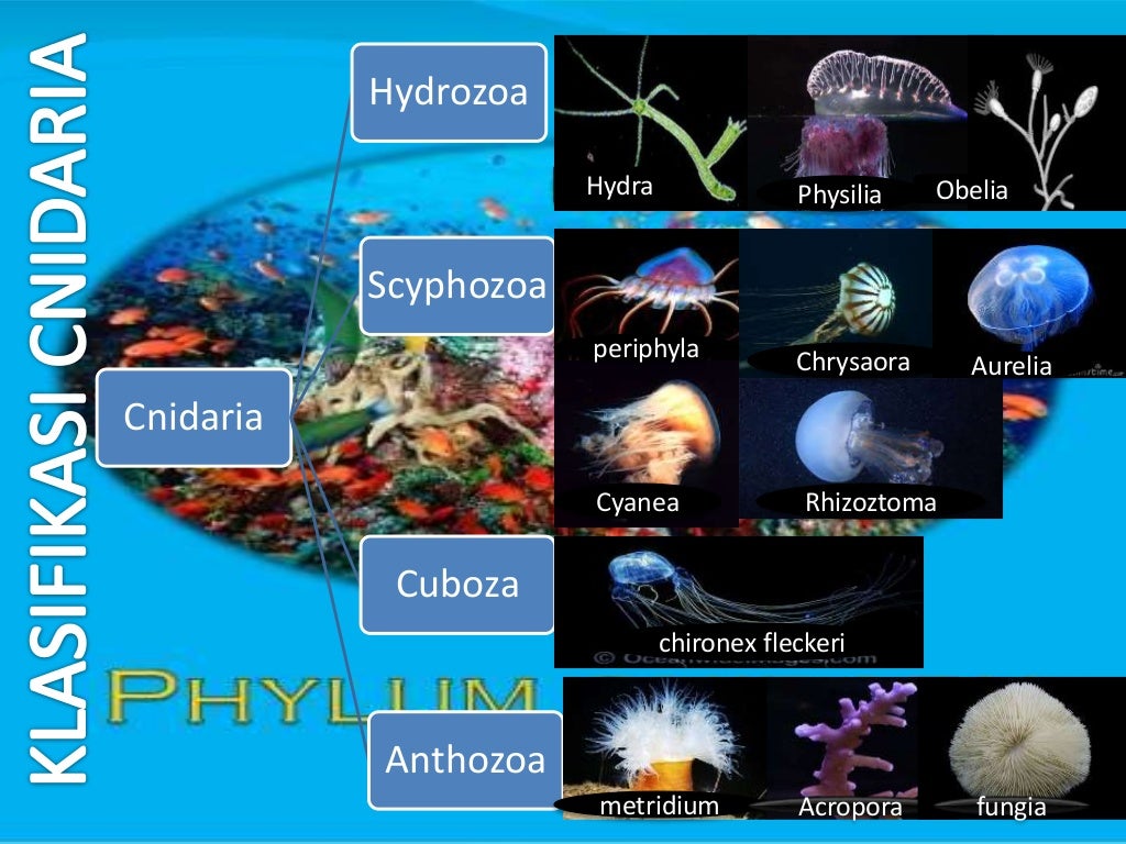 Cnidaria Dan Ctenophora (Ciri-ciri, struktur tubuh, klasifikasi dan c…