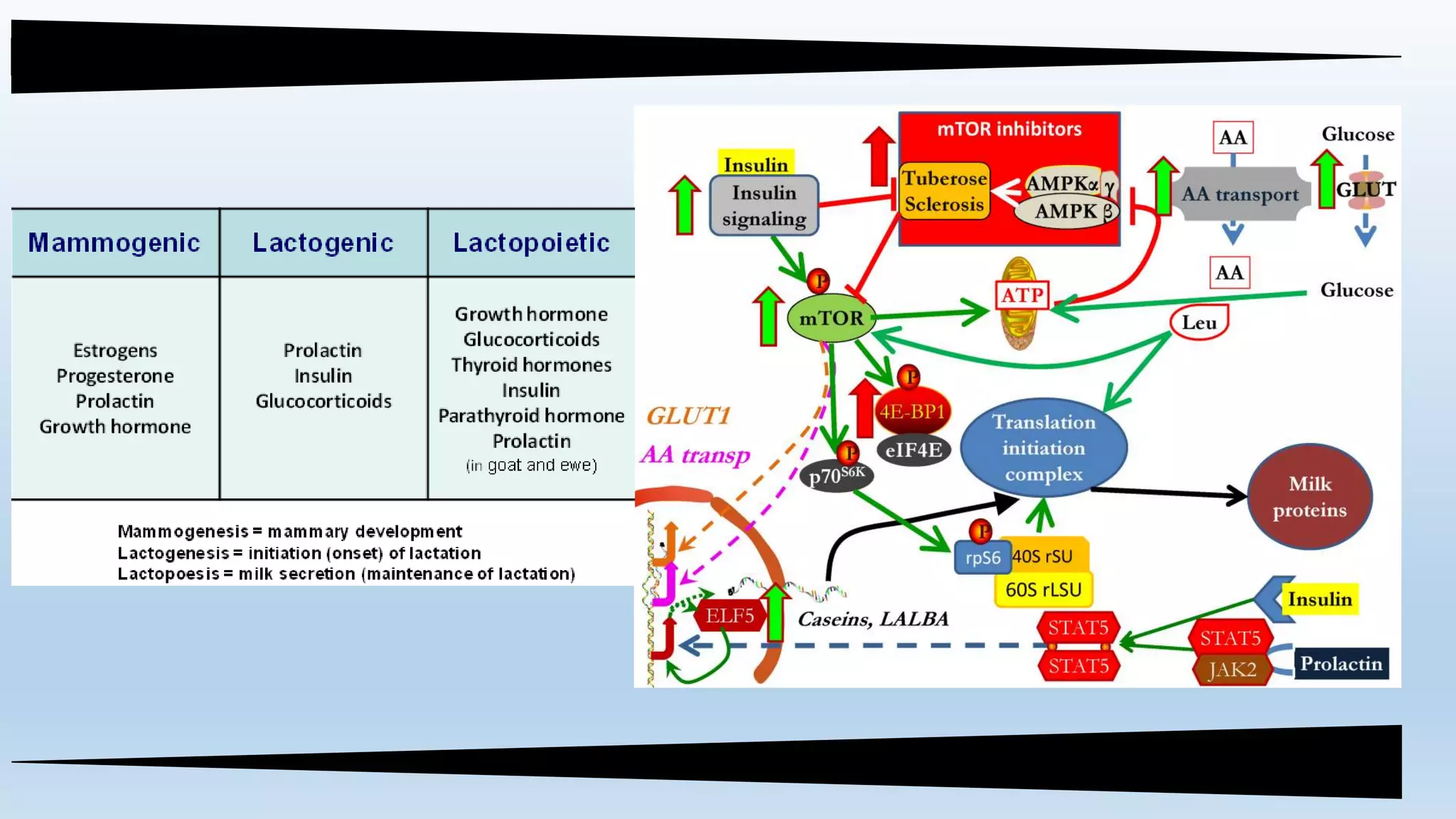 MILK PROTEINS / SYNTHESIS CASEIN | PPTX