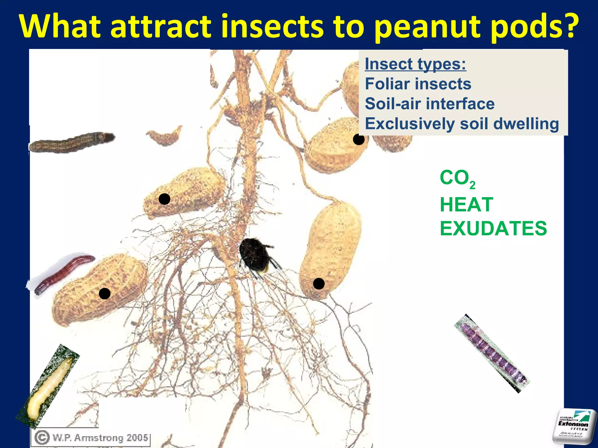 Soil insect pests of peanut | PPT