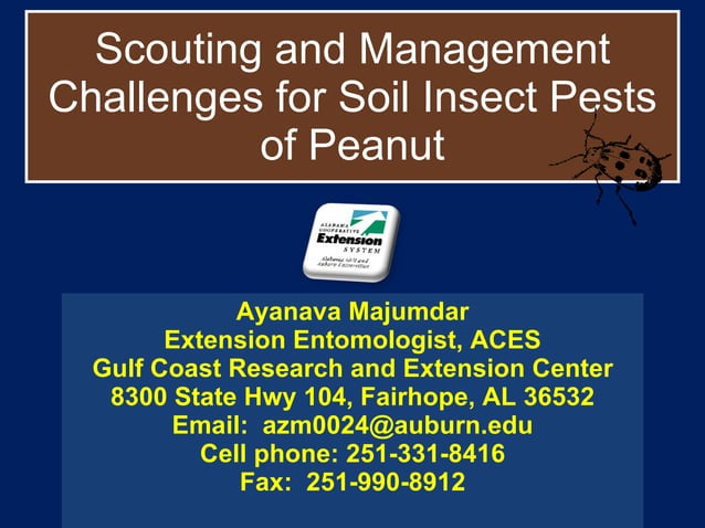Soil insect pests of peanut | PPT