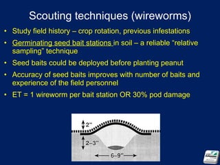 Soil insect pests of peanut | PPT