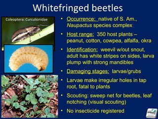 Soil insect pests of peanut | PPT
