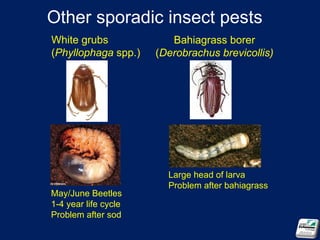 Soil insect pests of peanut | PPT
