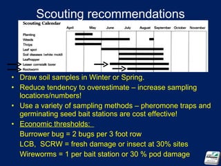Soil insect pests of peanut | PPT