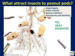 Soil insect pests of peanut | PPT