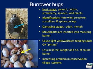 Soil insect pests of peanut | PPT