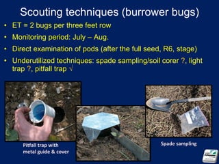 Soil insect pests of peanut | PPT