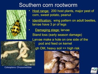 Soil insect pests of peanut | PPT