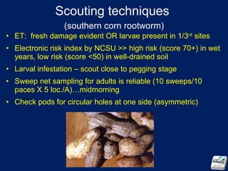 Soil insect pests of peanut | PPT