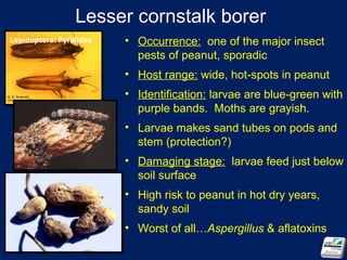 Soil insect pests of peanut | PPT