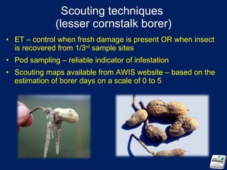 Soil insect pests of peanut | PPT