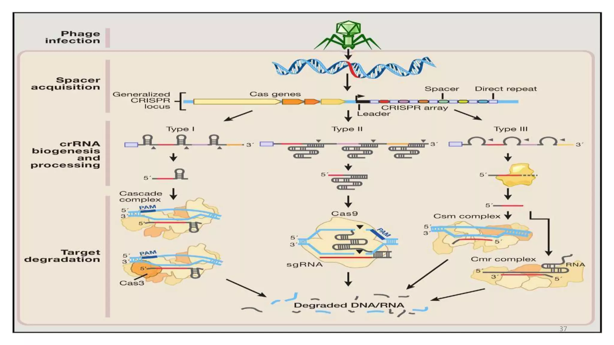 Advanced genome & epigenome editing tools.pptx